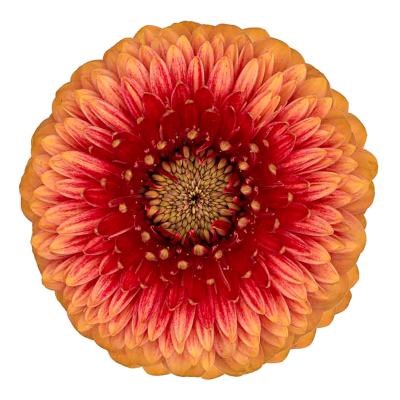Germini Pomponi Beaker (Bunched) | Wholesale Dutch Flowers & Florist ...