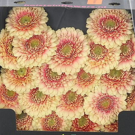 Germini Pomponi Bebob (Secure Packed) 45cm | Wholesale Dutch Flowers ...