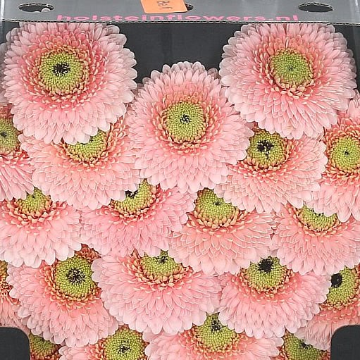 Germini Pomponi Belfi (Secure Packed) 45cm | Wholesale Dutch Flowers ...