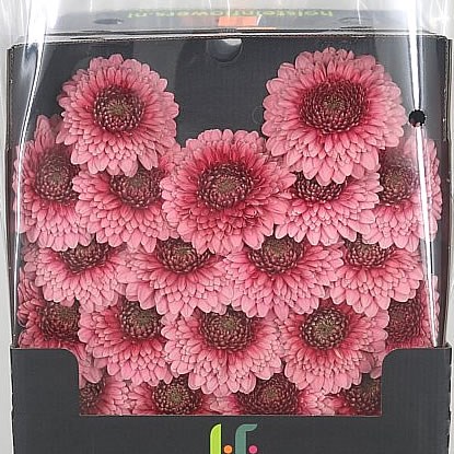 Germini Pomponi Bokito 45cm | Wholesale Dutch Flowers & Florist Supplies UK