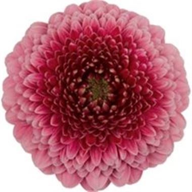 Germini Pomponi Bokito (Secure Packed) 50cm | Wholesale Dutch Flowers ...
