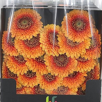 Germini Pomponi Bonita (Secure Packed) 45cm | Wholesale Dutch Flowers ...