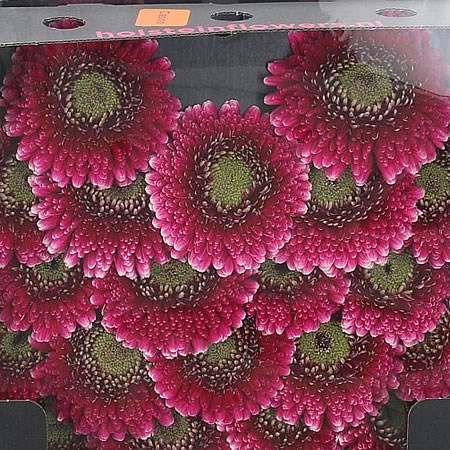 Germini Pomponi Casino (Secure Packed) 45cm | Wholesale Dutch Flowers ...