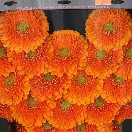 Germini Pomponi Fanta (Secure Packed) 45cm | Wholesale Dutch Flowers ...