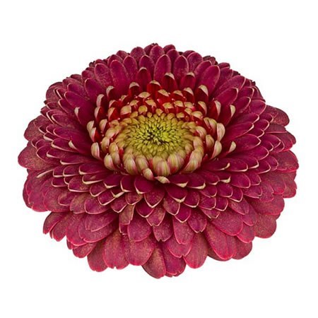 Germini Pomponi Hypnose (Secure Boxed) 50cm | Wholesale Dutch Flowers ...