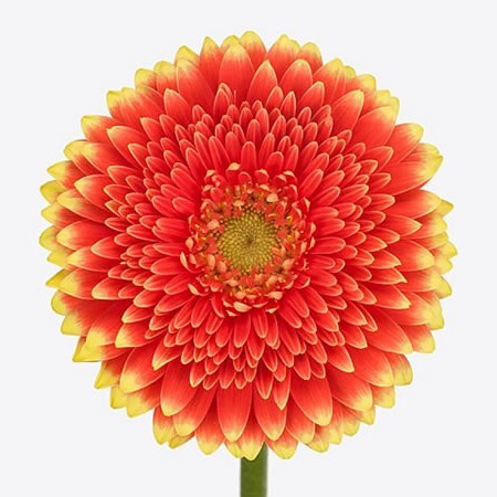 Germini Pomponi Kinky (Secure Boxed) 50cm | Wholesale Dutch Flowers ...