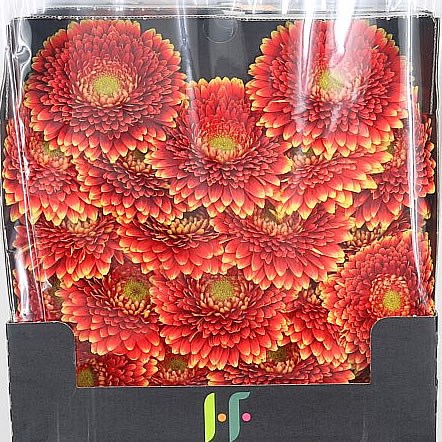 Germini Pomponi Kinky (Secure Packed) 45cm | Wholesale Dutch Flowers ...