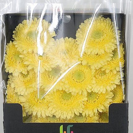 Germini Pomponi Limoni (Secure Boxed) 45cm | Wholesale Dutch Flowers ...