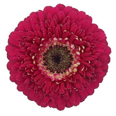 Germini Pomponi Madness (Secure Boxed) 50cm | Wholesale Dutch Flowers ...