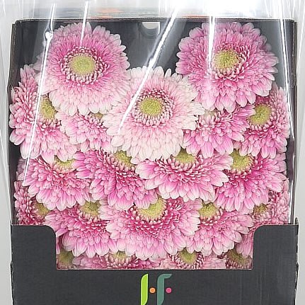 Germini Pomponi Noek (Secure Packed) 45cm | Wholesale Dutch Flowers ...