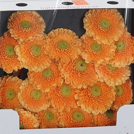 Germini Pomponi Peachy (Secure Boxed) 50cm | Wholesale Dutch Flowers ...