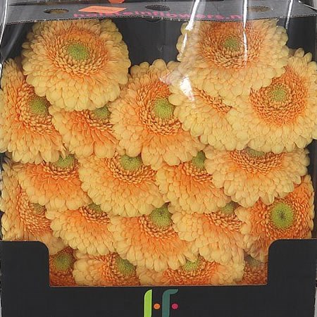 Germini Pomponi Peachy (Secure Packed) 45cm | Wholesale Dutch Flowers ...