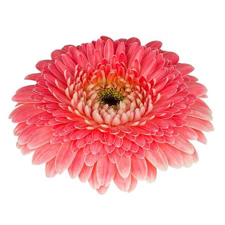 Germini Pomponi Rockstar (Secure Boxed) 45cm | Wholesale Dutch Flowers ...
