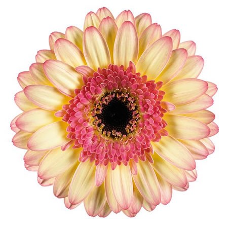 Germini Prosecco (Secure Boxed) 45cm | Wholesale Dutch Flowers ...