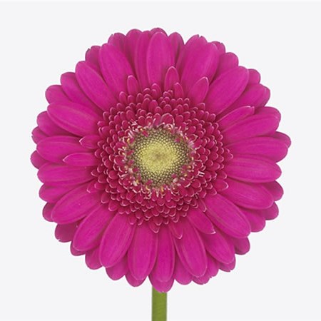 Germini Reno 45cm | Wholesale Dutch Flowers & Florist Supplies UK