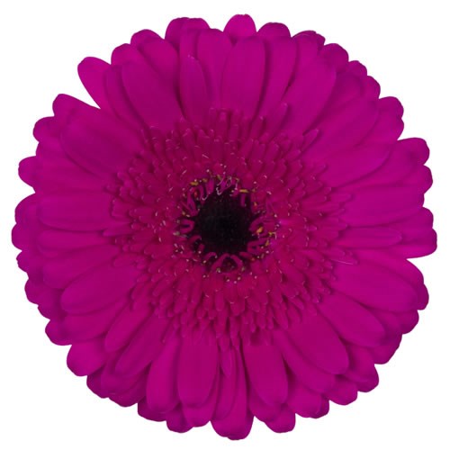 Germini Rhapsody (Bunched) | Wholesale Dutch Flowers & Florist Supplies UK