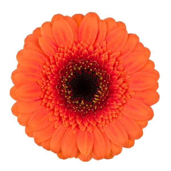 Germini Spirit (Secure Boxed) | Wholesale Dutch Flowers & Florist ...