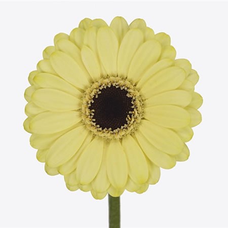 Germini Surfer (Secure Boxed) 45cm | Wholesale Dutch Flowers & Florist ...