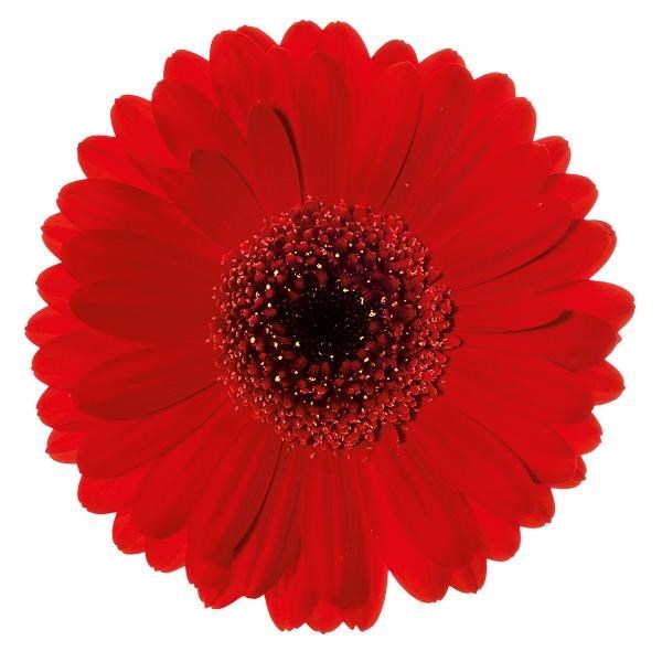 Germini Suri (Secure Boxed) x 30 | Wholesale Dutch Flowers & Florist ...