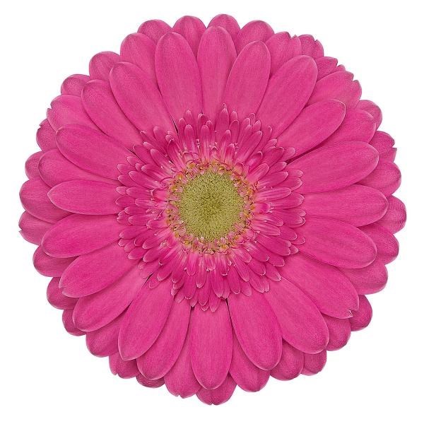 Germini Sympathy (Secure Boxed) x 30 | Wholesale Dutch Flowers ...