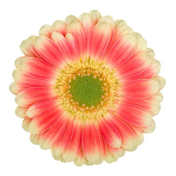 Germini Tompouce (Bunched) | Wholesale Dutch Flowers & Florist Supplies UK