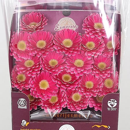Germini Twiggy (Secure Boxed) 45cm | Wholesale Dutch Flowers & Florist ...