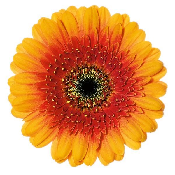 Germini Wakita (Secure Boxed) x 30 | Wholesale Dutch Flowers & Florist ...