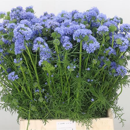 Gilia Leptantha 45cm | Wholesale Dutch Flowers & Florist Supplies UK