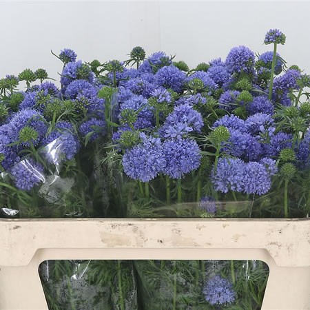 Gilia Leptantha 70cm | Wholesale Dutch Flowers & Florist Supplies UK