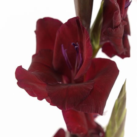 Gladioli Sweet Shadow 125cm | Wholesale Dutch Flowers & Florist Supplies UK
