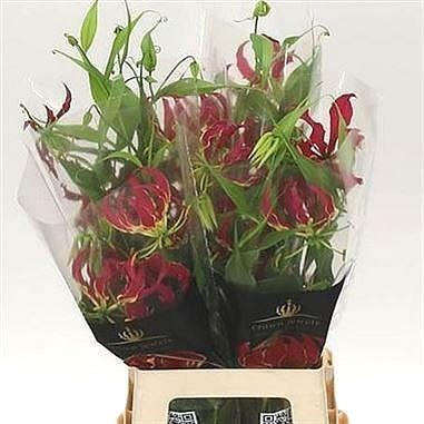Gloriosa Red (Long) 90cm | Wholesale Dutch Flowers & Florist Supplies UK