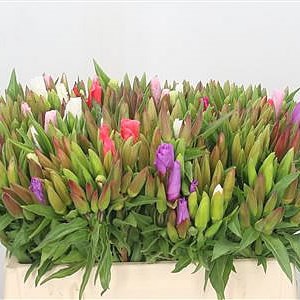 Godetia Clarkia Mix 35cm | Wholesale Dutch Flowers & Florist Supplies UK