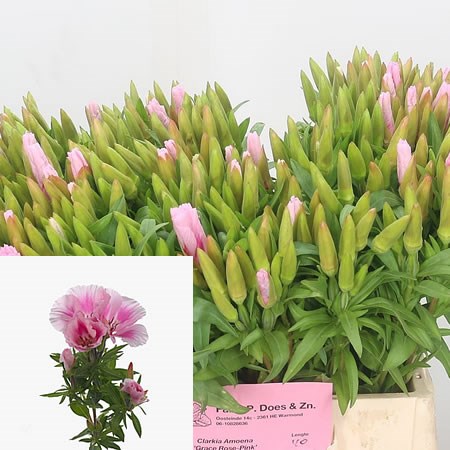 Godetia Clarkia Pink 40cm | Wholesale Dutch Flowers & Florist Supplies UK