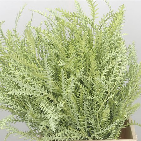 Grevilea Ivanhoe Dyed Mint Green 40cm | Wholesale Dutch Flowers ...