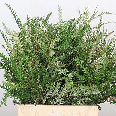 Grevillea Ivanhoe 40cm | Wholesale Dutch Flowers & Florist Supplies UK