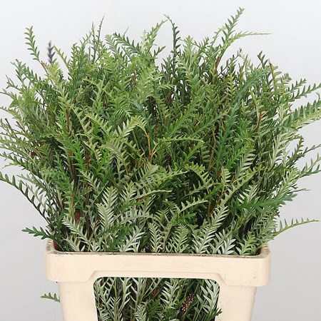Grevillea Ivanhoe 60cm | Wholesale Dutch Flowers & Florist Supplies UK