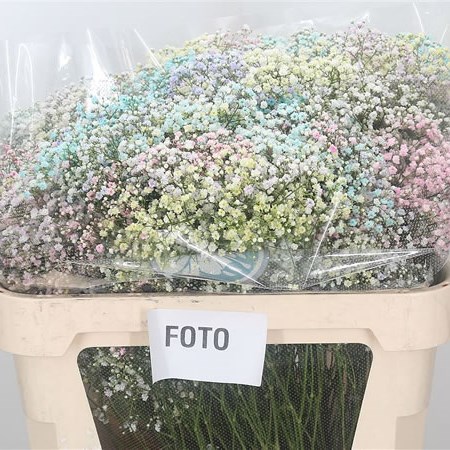 Gypsophila Dyed Mix 75cm | Wholesale Dutch Flowers & Florist Supplies UK
