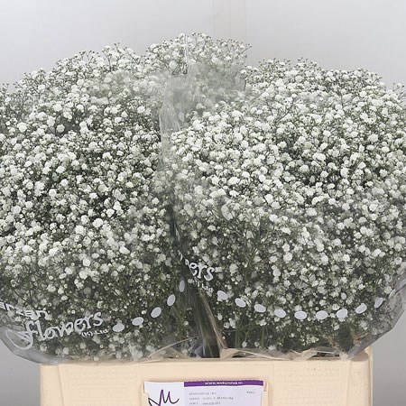 Gypsophila Mirabella 60cm | Wholesale Dutch Flowers & Florist Supplies UK