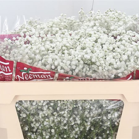 Gypsophila Mirabella 70cm | Wholesale Dutch Flowers & Florist Supplies UK