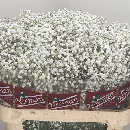 Gypsophila Mirabella 80cm | Wholesale Dutch Flowers & Florist Supplies UK