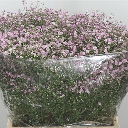 Gypsophila My Pink 65cm | Wholesale Dutch Flowers & Florist Supplies UK