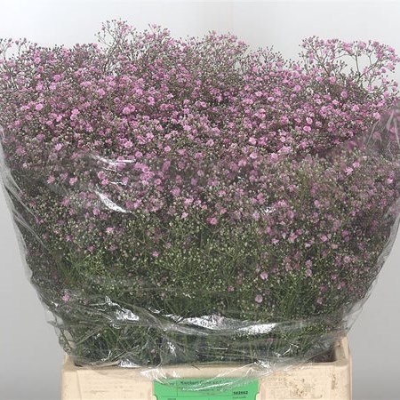 Gypsophila My Pink 70cm | Wholesale Dutch Flowers & Florist Supplies UK