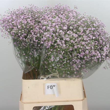 Gypsophila My Pink 90cm | Wholesale Dutch Flowers & Florist Supplies UK