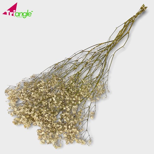 Gypsophila Natural - Dried 70cm | Wholesale Dutch Flowers & Florist ...