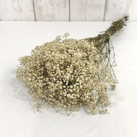 Dried gypsophila store
