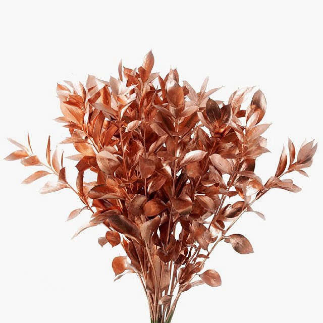 HARD RUSCUS DYED COPPER 60cm | Wholesale Dutch Flowers & Florist ...