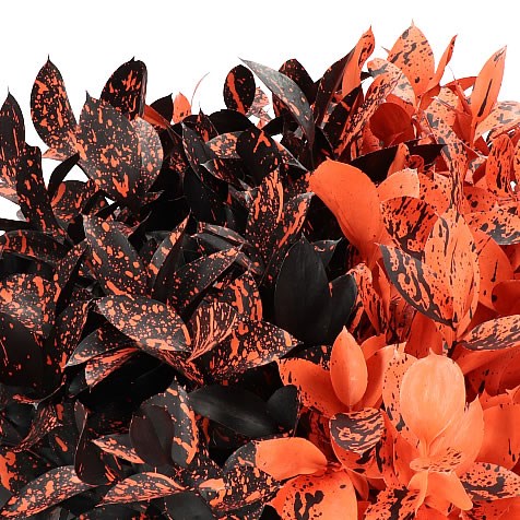 HARD RUSCUS DYED HALLOWEEN 60cm | Wholesale Dutch Flowers & Florist ...