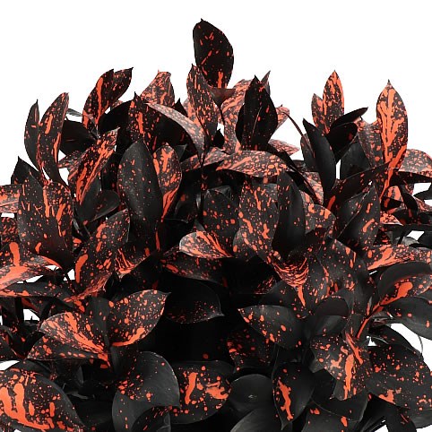 HARD RUSCUS DYED HALLOWEEN BLACK/ORANGE 60cm | Wholesale Dutch Flowers ...