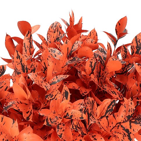 HARD RUSCUS DYED HALLOWEEN ORANGE/BLACK 60cm | Wholesale Dutch Flowers ...