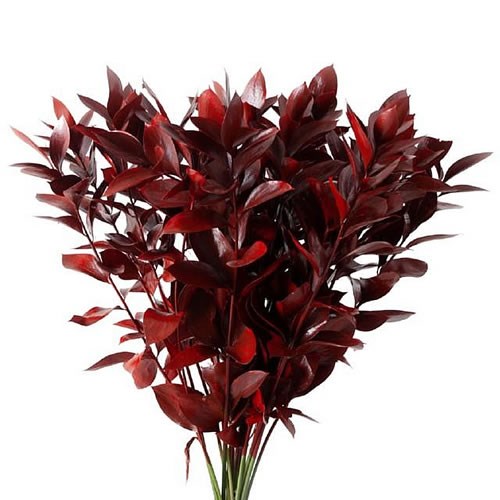 HARD RUSCUS DYED RED 60cm | Wholesale Dutch Flowers & Florist Supplies UK